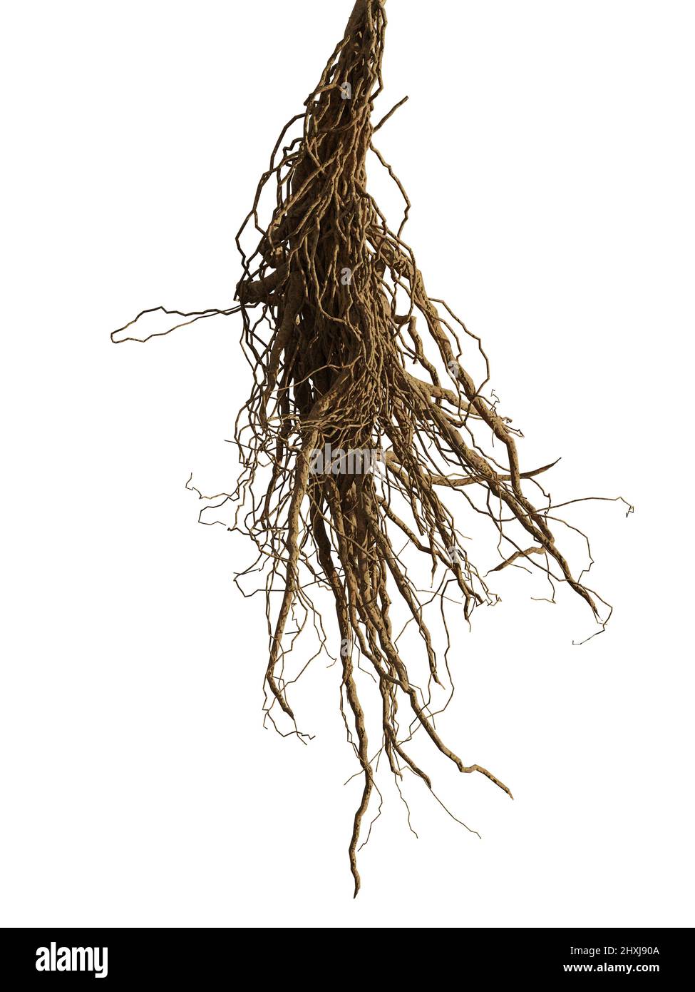 tree roots on white background Stock Photo - Alamy