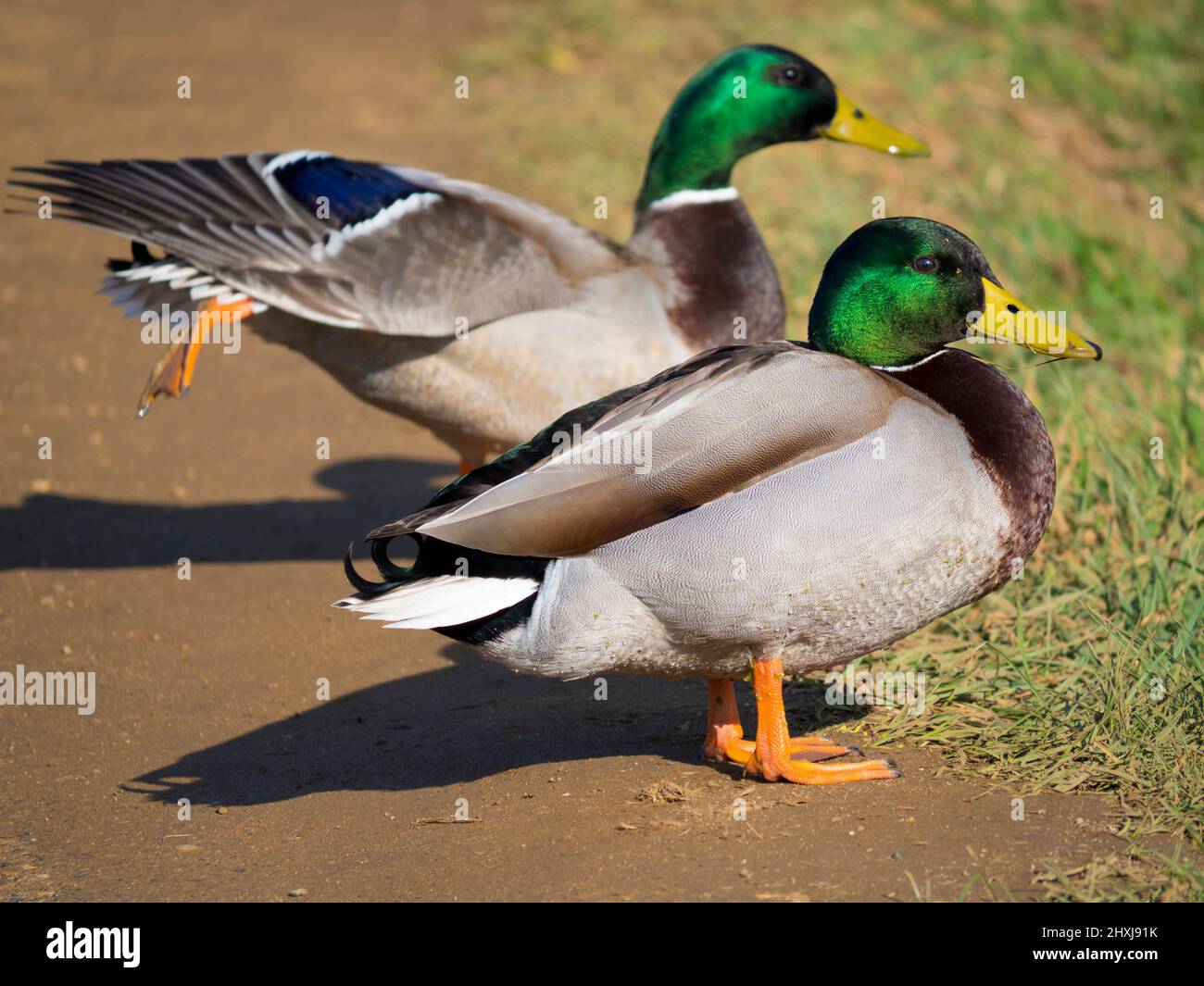 Two Mallard Ducks hanging out by the River Cherwell in Oxford Stock ...