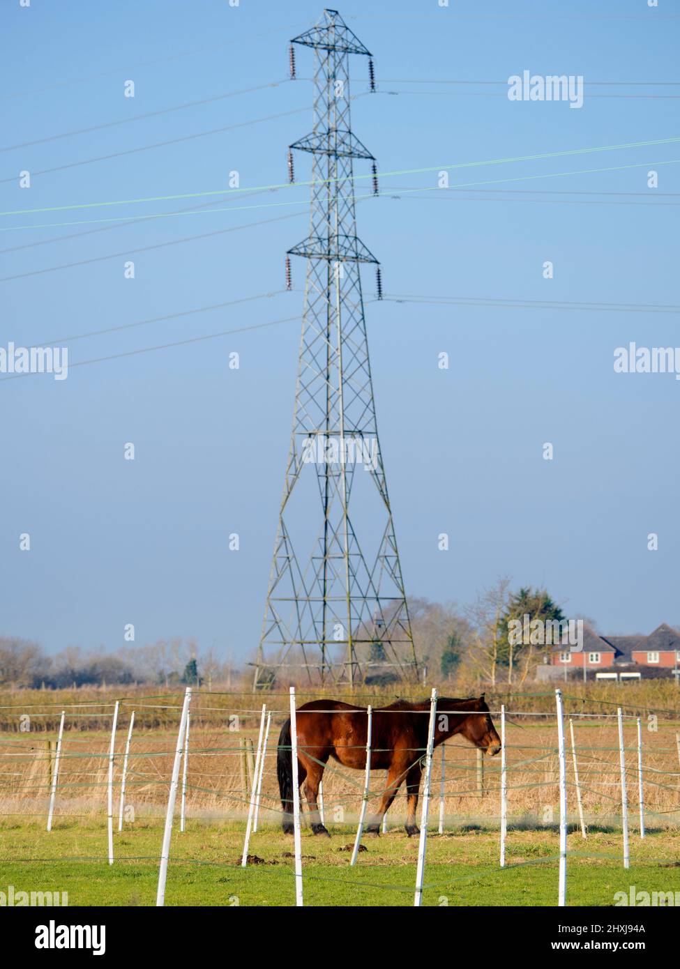 Chestnut horse and electricity pylon in Radley Village b1 Stock Photo ...