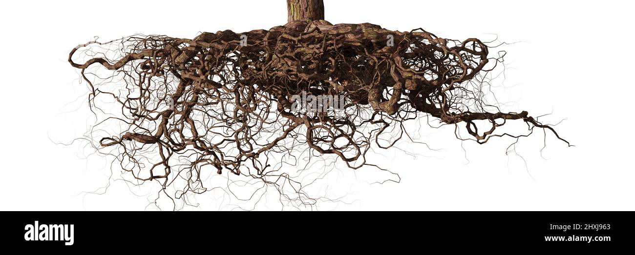 tree roots isolated on white background (3d illustration Stock Photo ...