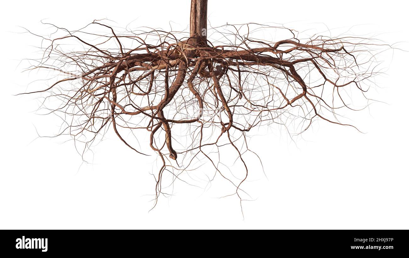 tree roots isolated on white background Stock Photo - Alamy