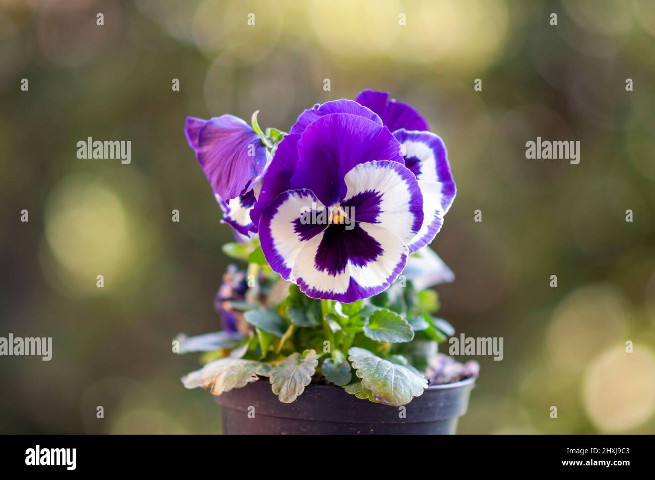 beautiful spring flowers. Purple Violets Stock Photo - Alamy