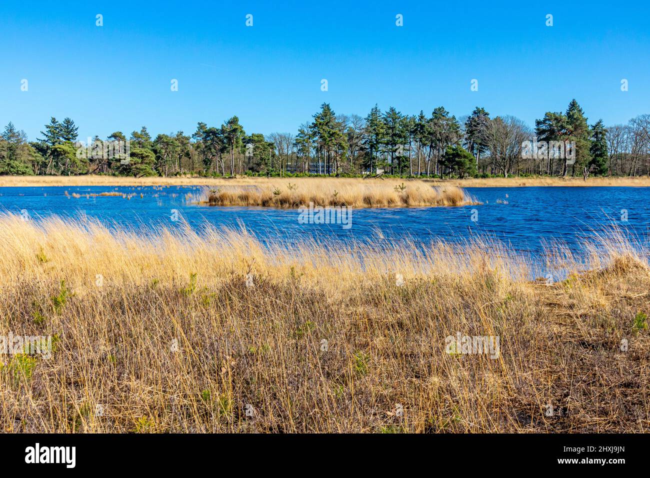 Small island in the middle of a lake, brown wild grass, trees with ...