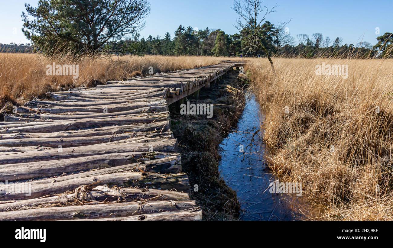 Wooden pathway over swamp hi-res stock photography and images - Alamy