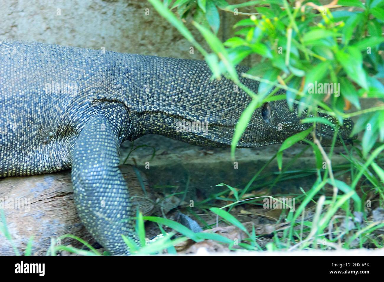 Water monitor lizard on the concrete bank of the canal. This species of ...
