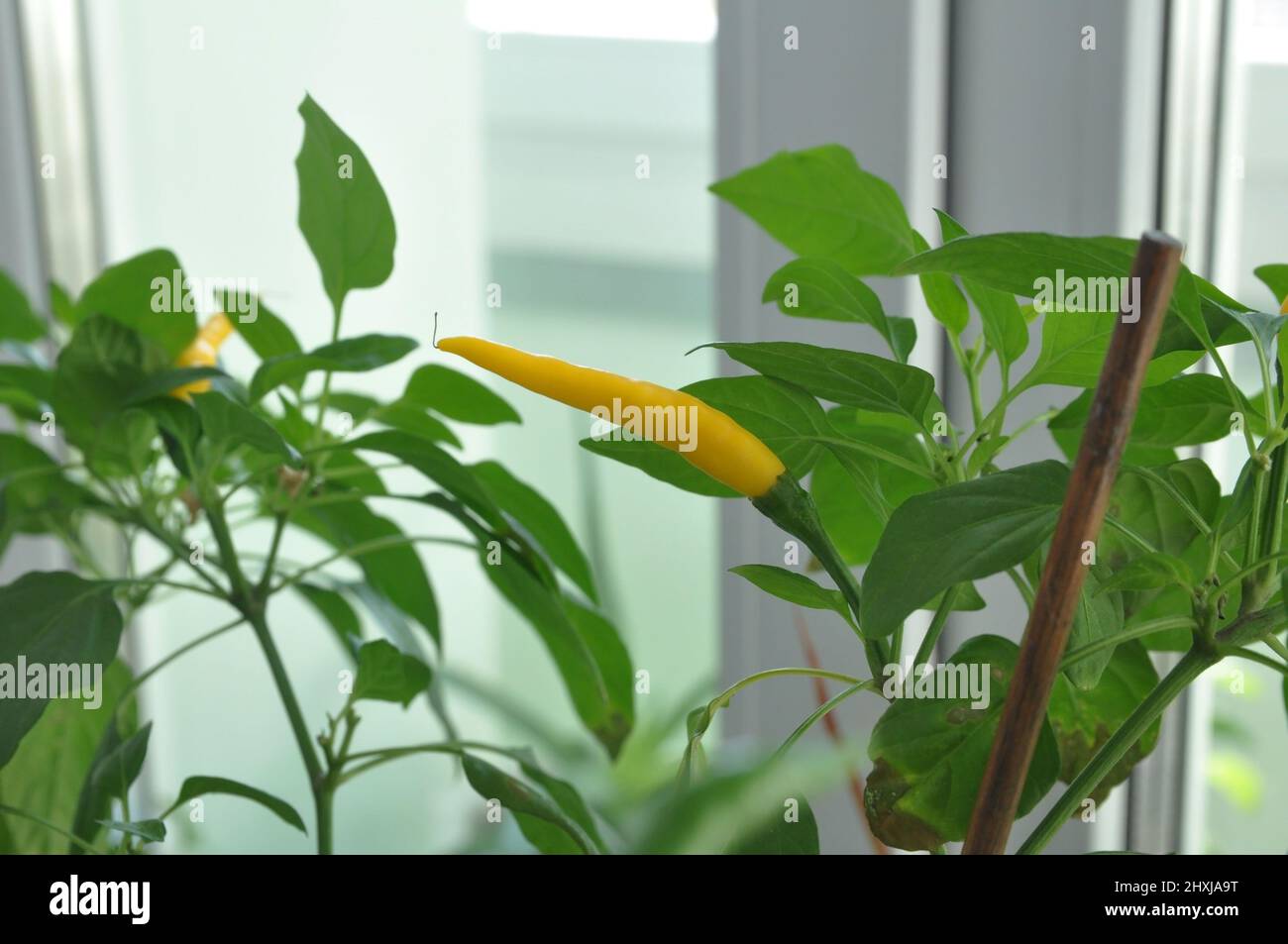 Yellow pepper plant on home window. House plants and their care Stock ...