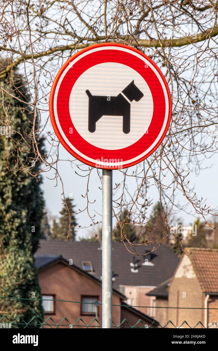 Dogs prohibited sign, round metal board with a red border with a ...