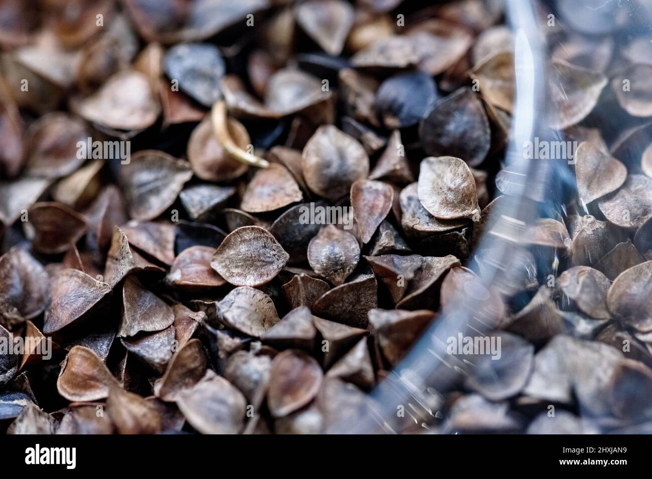 Seed container hi-res stock photography and images - Alamy