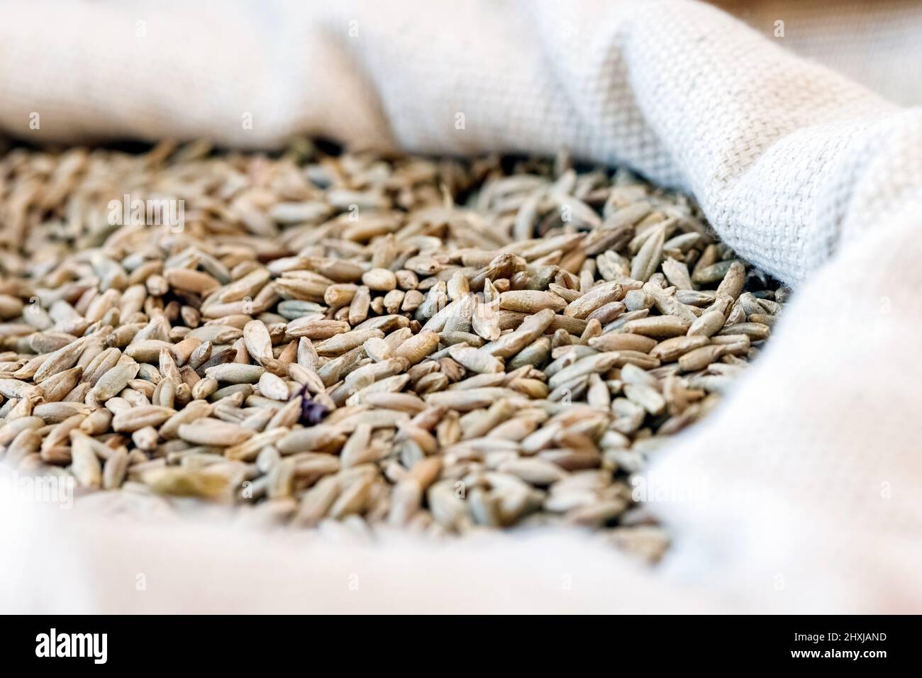 Wheat grains in burlap sack close up. Rural agriculture concept Stock ...