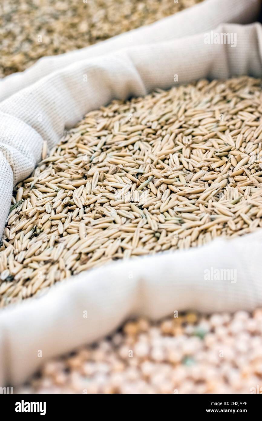 Vertical photo opened burlap sack with wheat grains. Rural agriculture ...