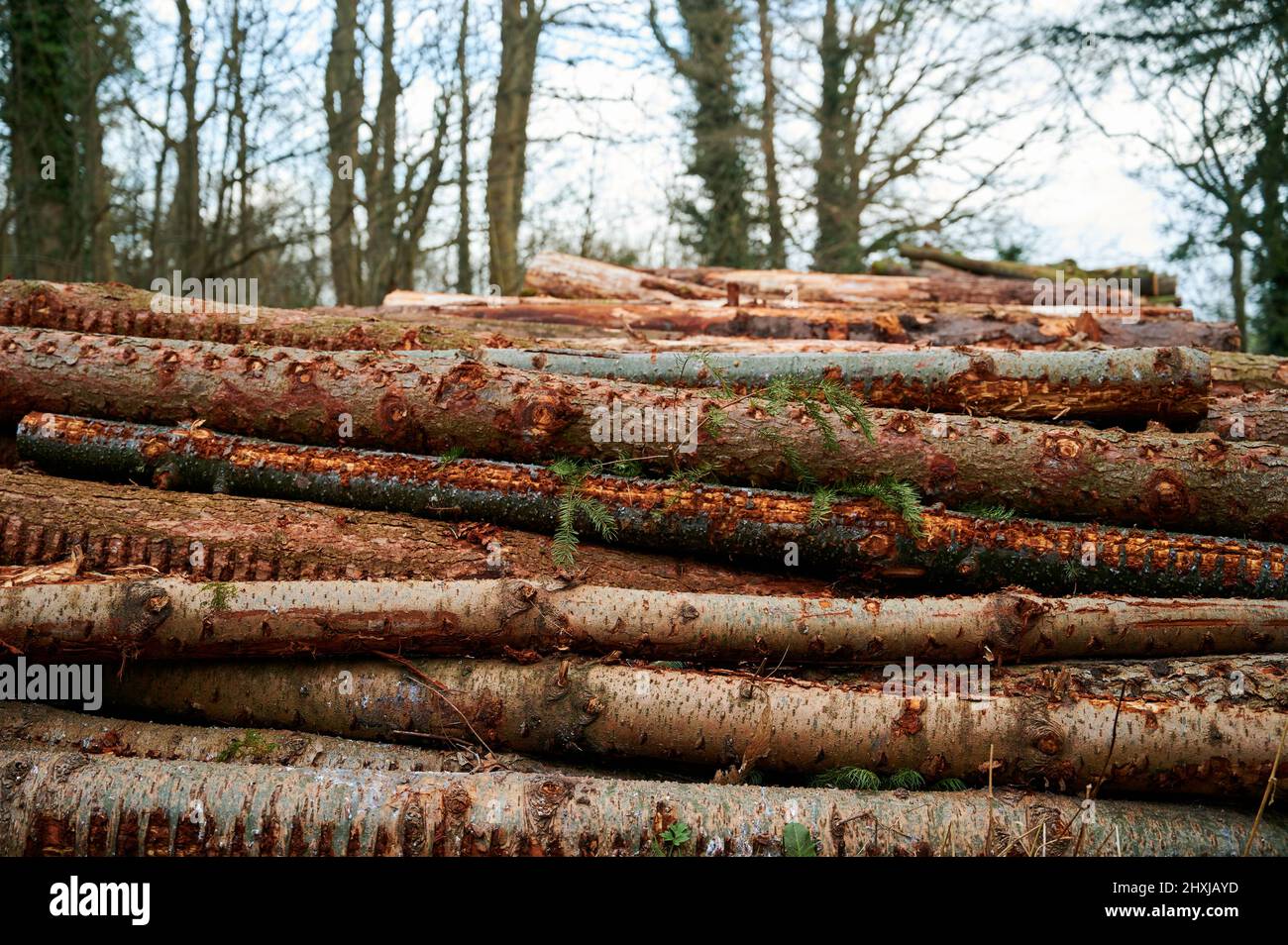 logs lying in a horizontal pile in forest or wood Stock Photo - Alamy