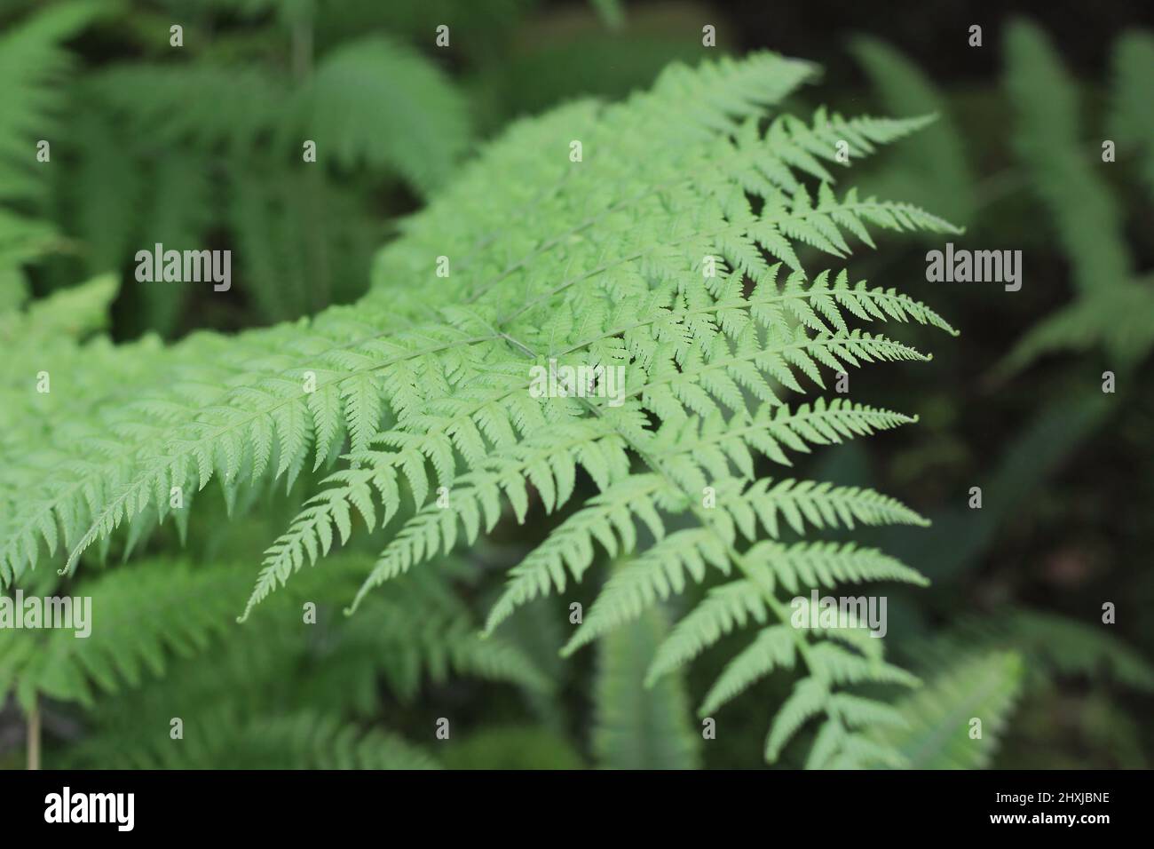 Beautiful green ferns growing in the summer meadow Stock Photo - Alamy