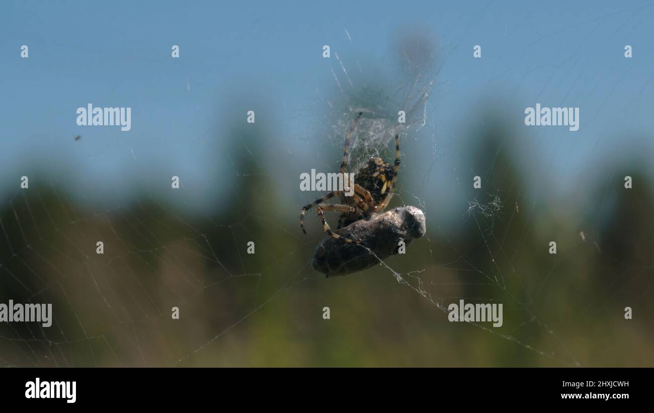 A spider that weaves a spider's web. Creative. A big dark spider, made ...