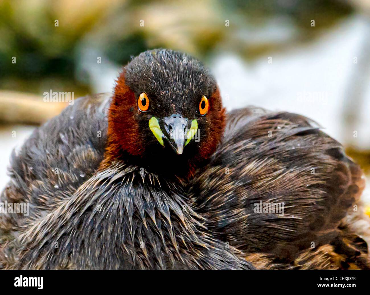 close up od a beautiful wildlife bird in the water, little grebe ...