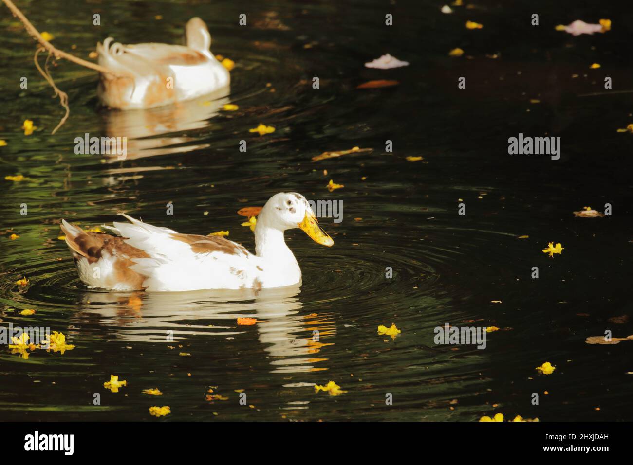 ducks in lake Stock Photo - Alamy
