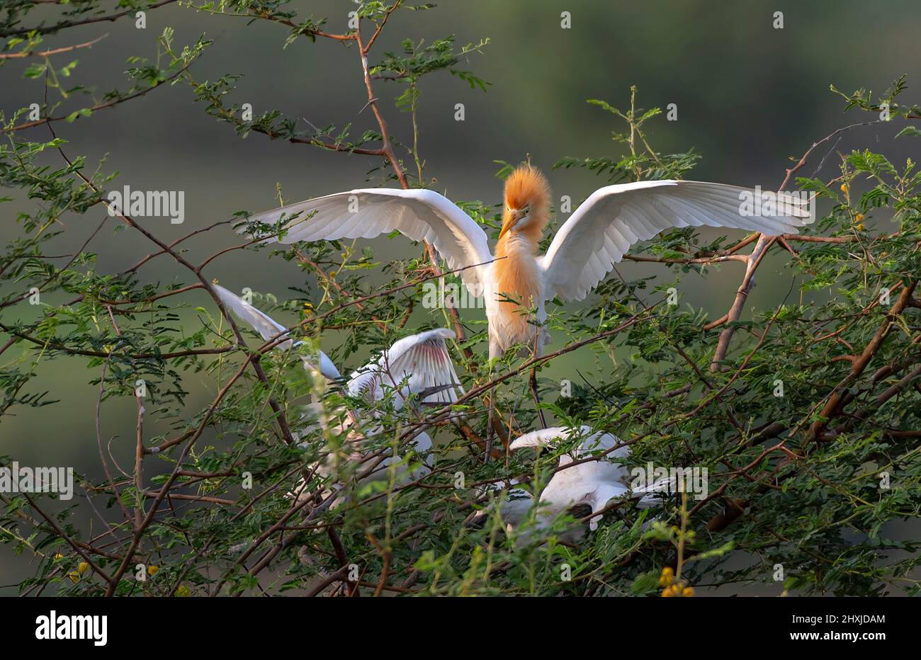 cattle egret breeding plumage , egret feeding chicks in the nest Stock ...