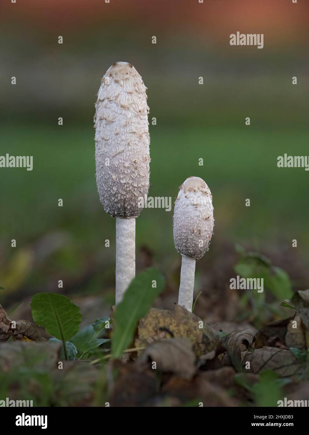 Ink cap fungi hi-res stock photography and images - Alamy