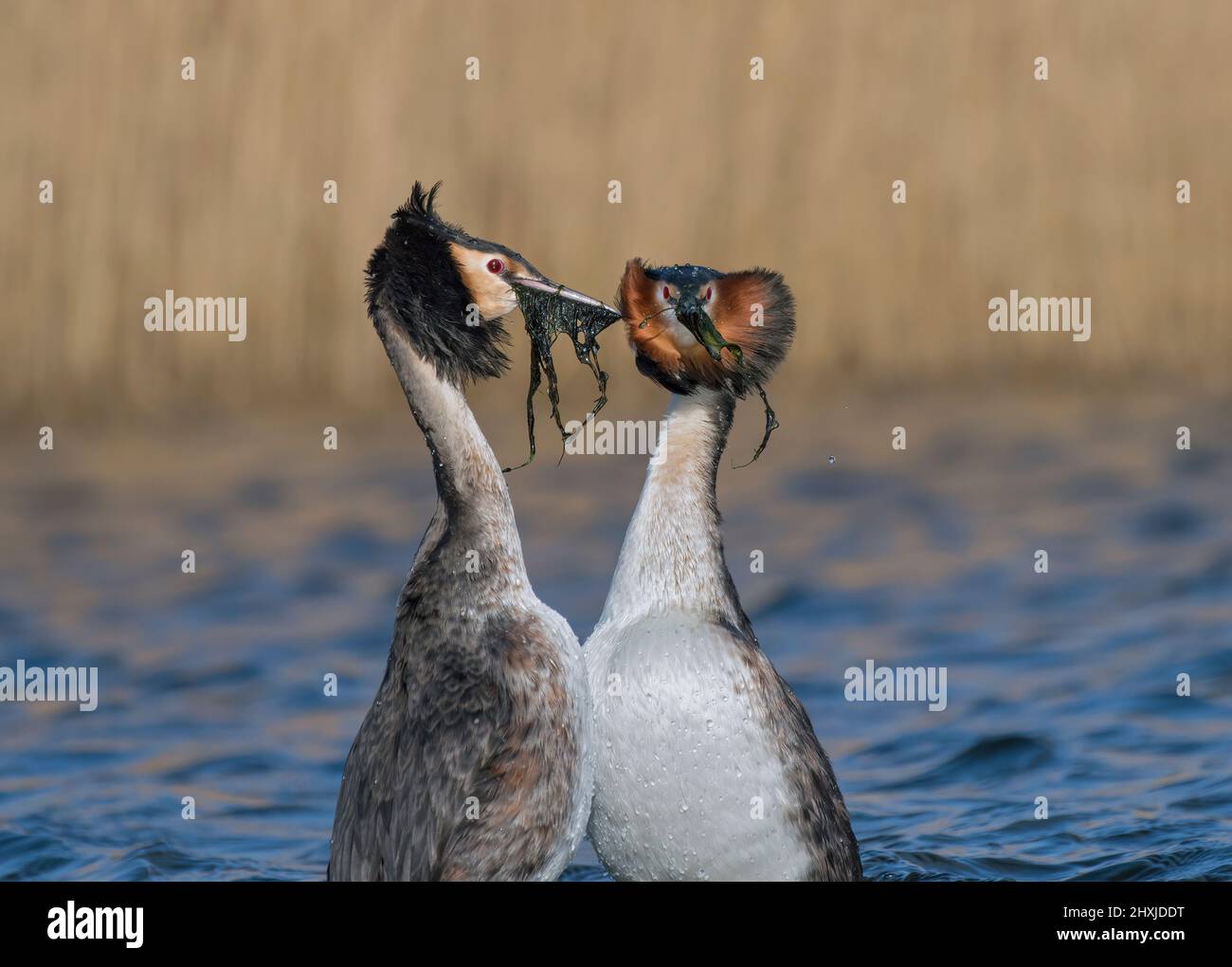 Weed dance hi-res stock photography and images - Alamy