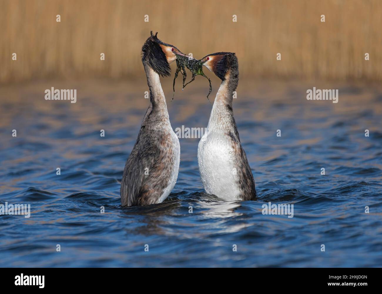 Great Crested Grebes, Podiceps cristatus, with pond weed, in courtship ...
