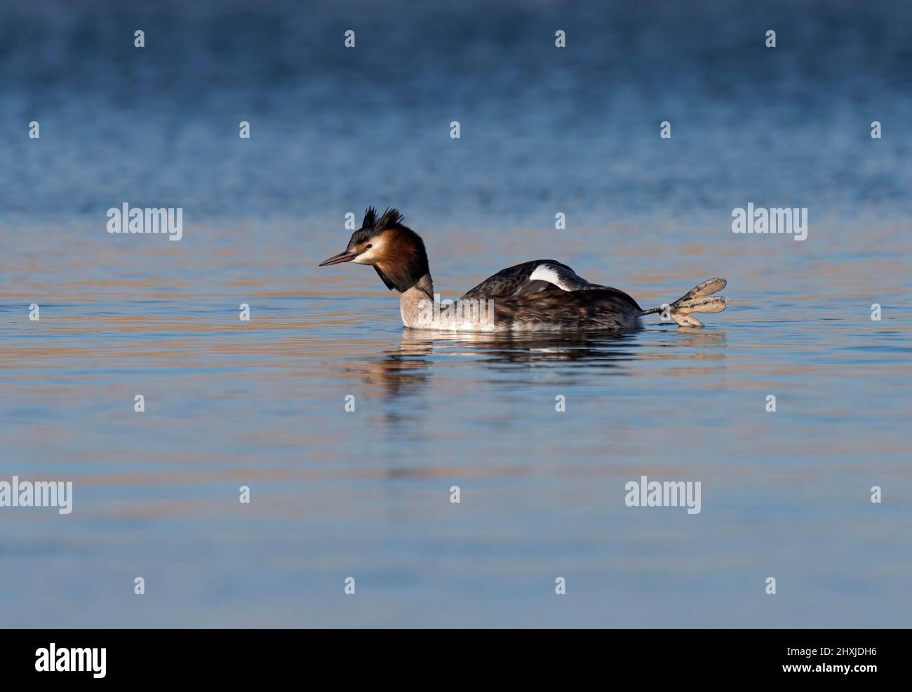 Grebe foot hi-res stock photography and images - Alamy