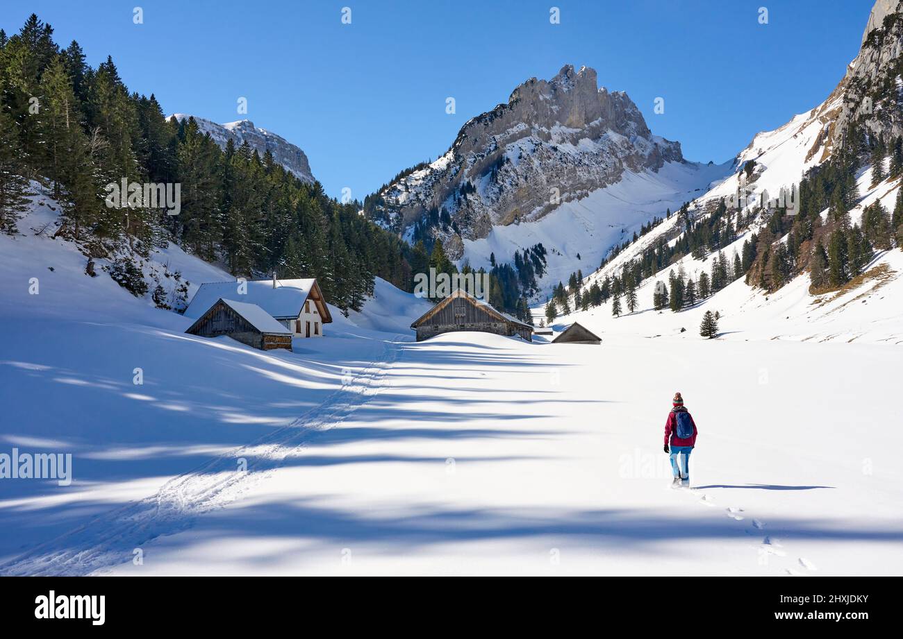woman hiking in the snowy mountain landscape of the Alpstein mountain ...