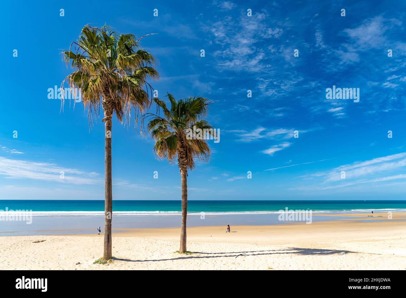Palmen Am Strand