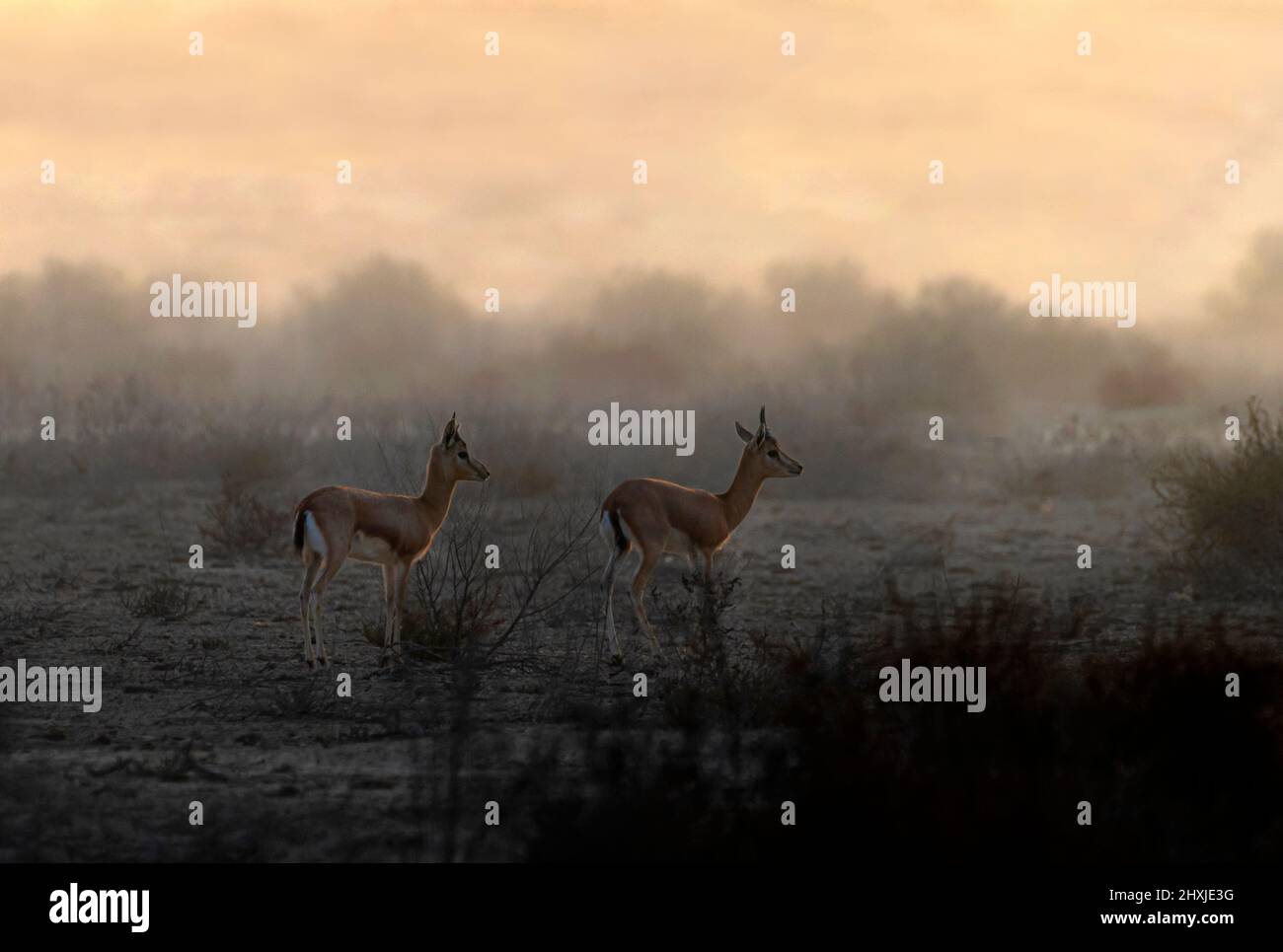 beautiful chinkara deer in wildlife , desert animals in cholistan ...