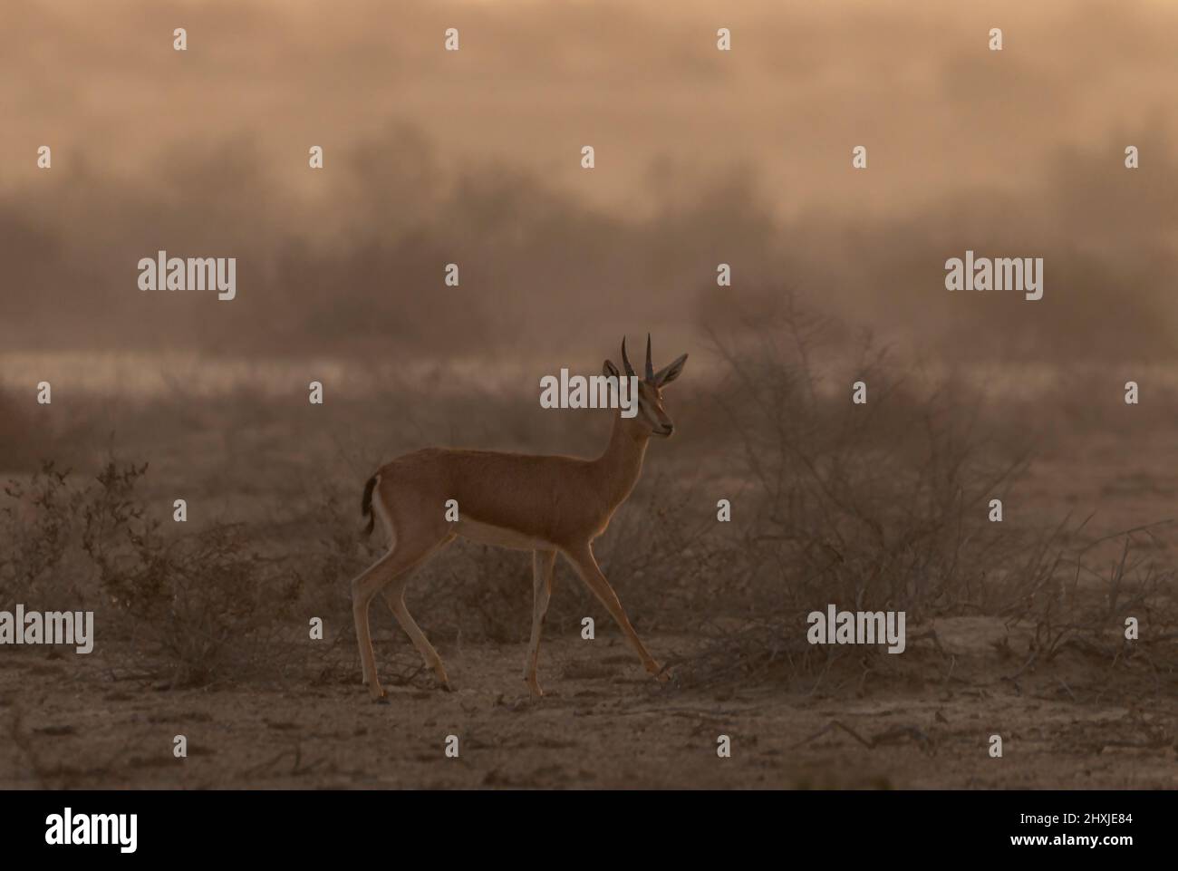 beautiful chinkara deer in wildlife , desert animals in cholistan ...