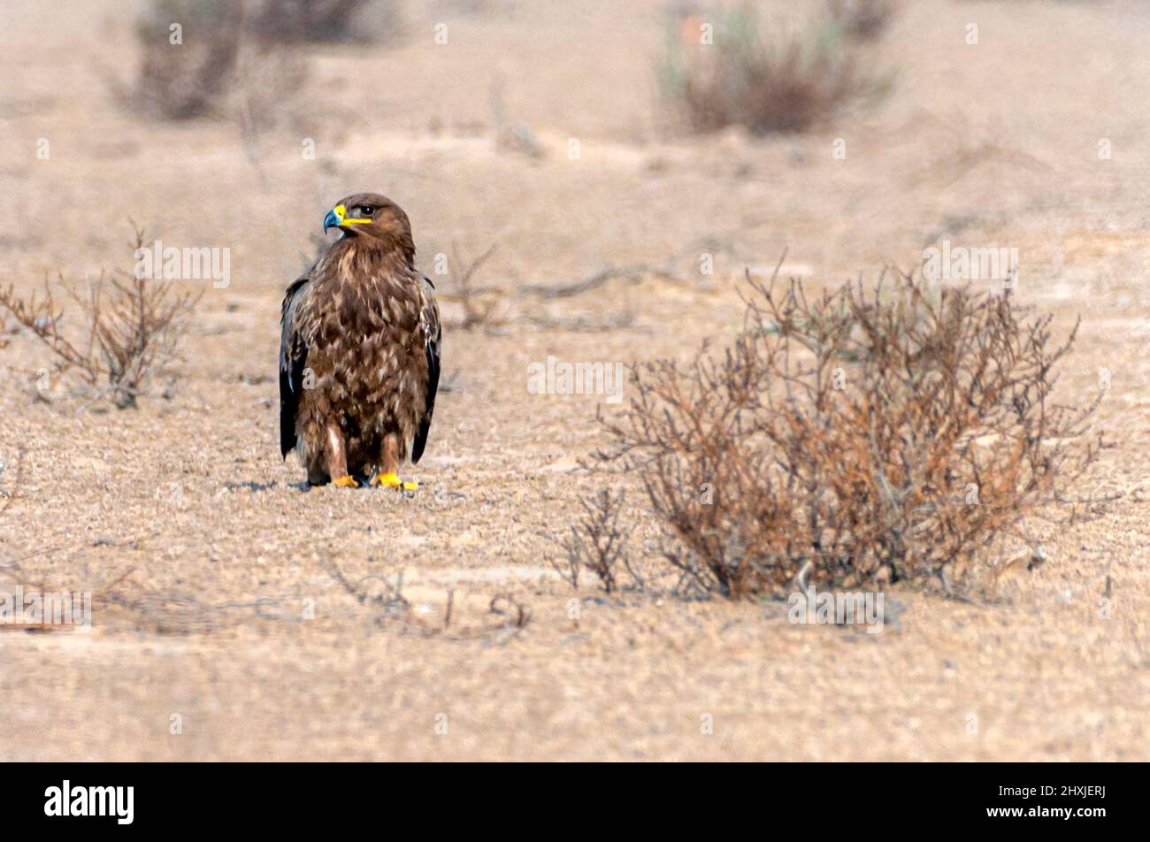 beautiful bird of prey in the desert , The steppe eagle is a large bird ...