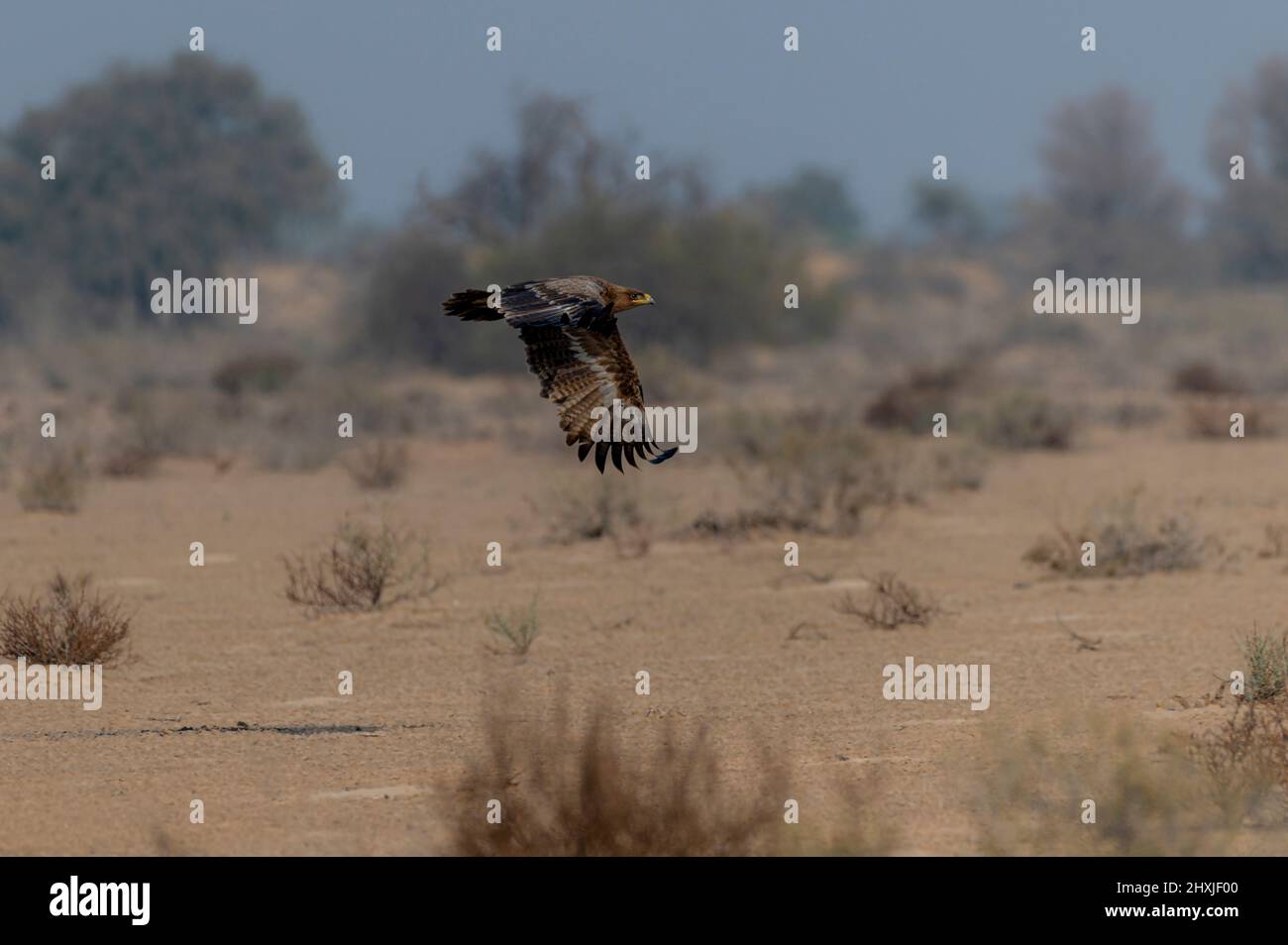 beautiful bird of prey in the desert , The steppe eagle is a large bird ...