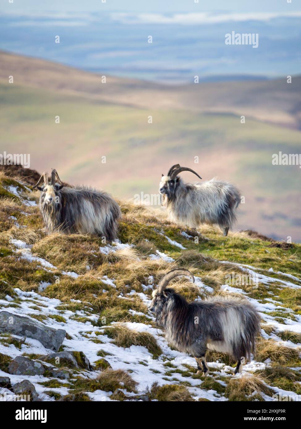 Cheviot wild goats hi-res stock photography and images - Alamy