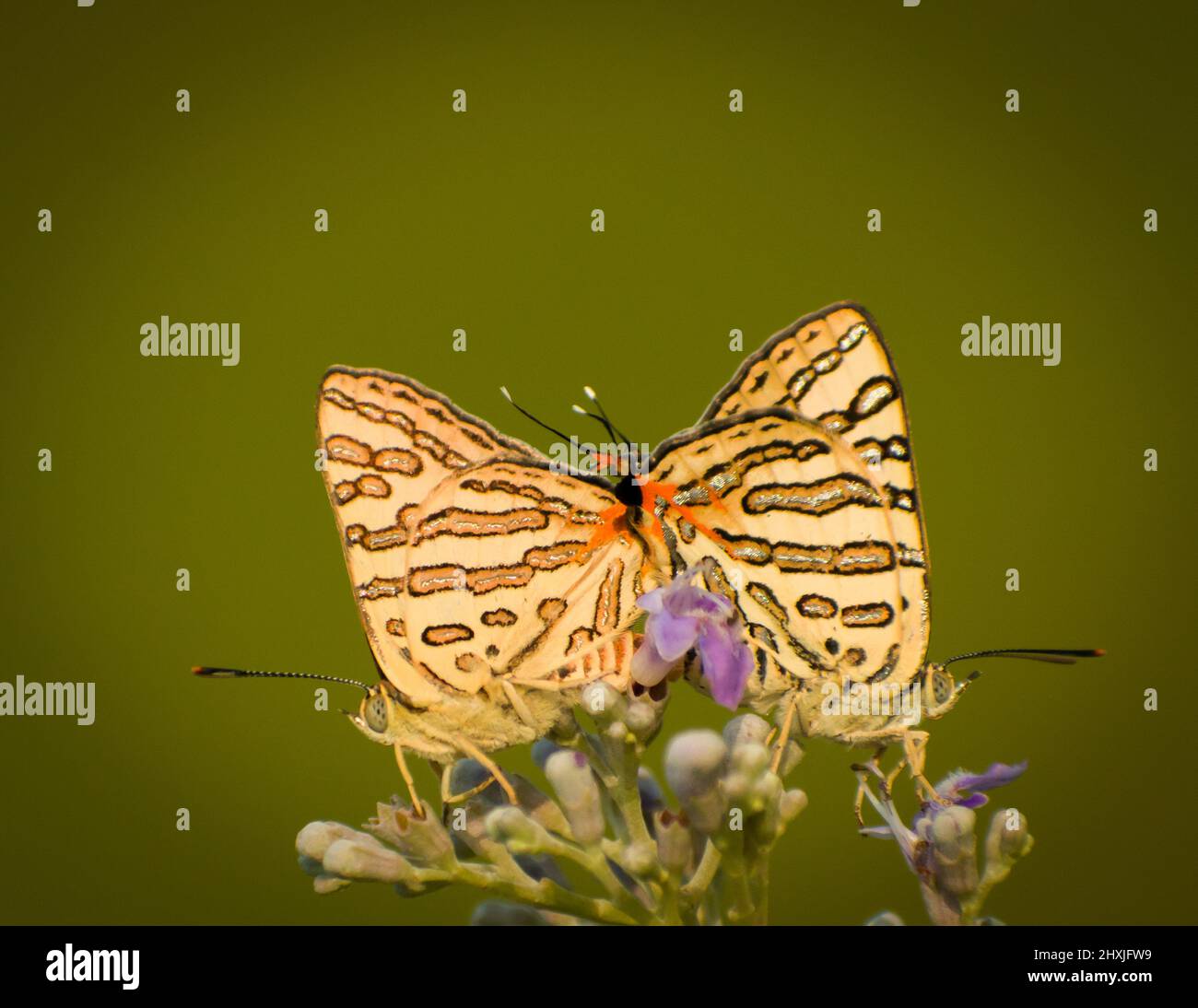 Cigaritis icitis hi-res stock photography and images - Alamy