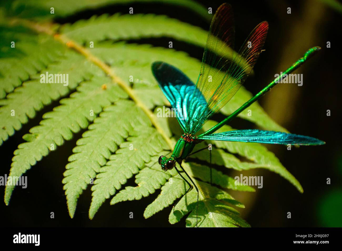 Mesmerized damselfly sitting on a branch. stream glory male (neurobasis ...