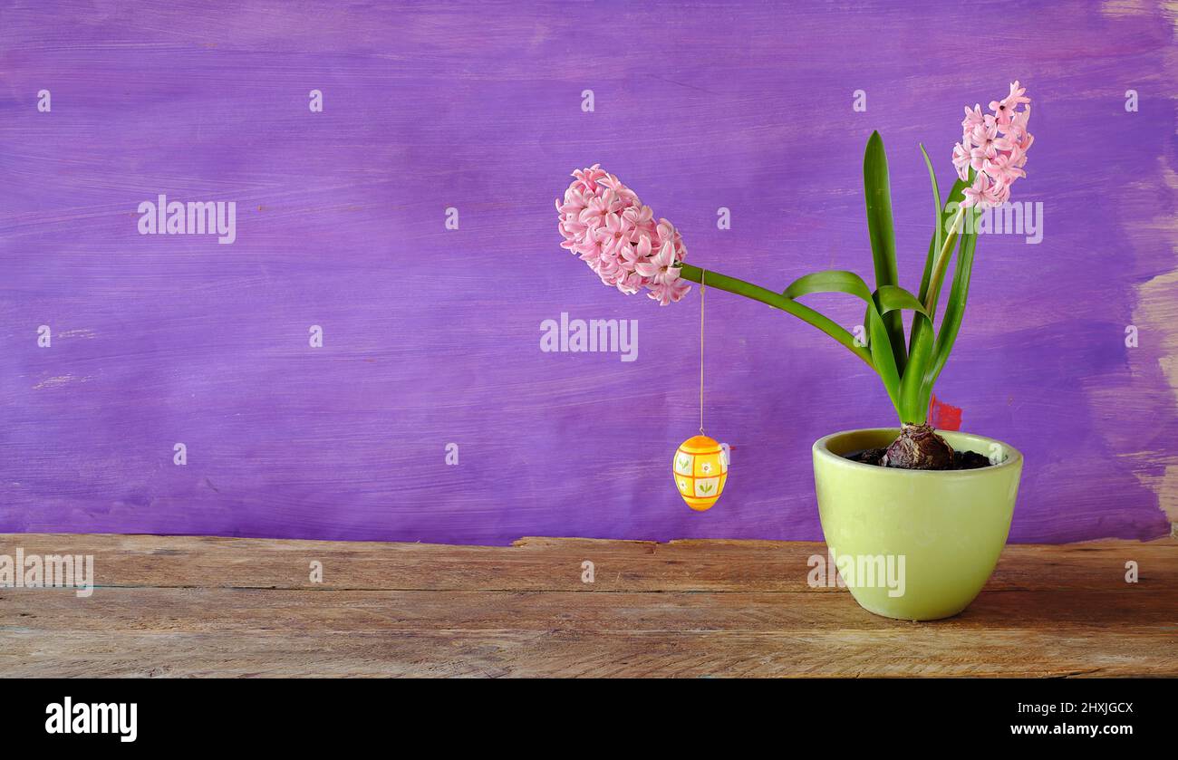 easter egg and and hyacinth flower, happy easter amd vernal flowers ... easter egg and and hyacinth flower, happy easter amd vernal flowers ...