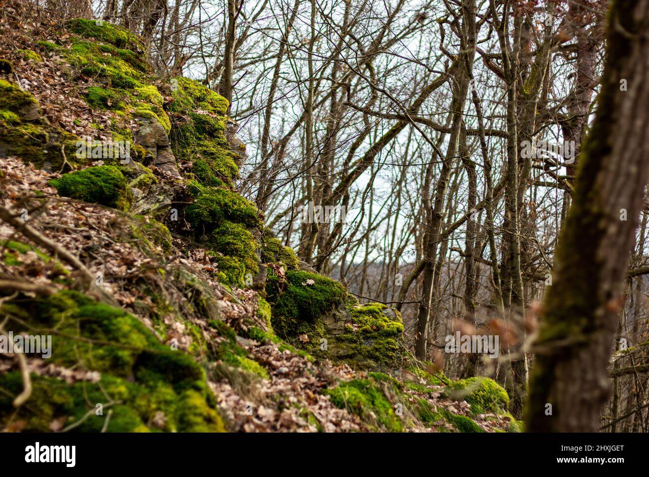 Hikeway of Traumpfad Burg Eltz in early spring through the forest of ...