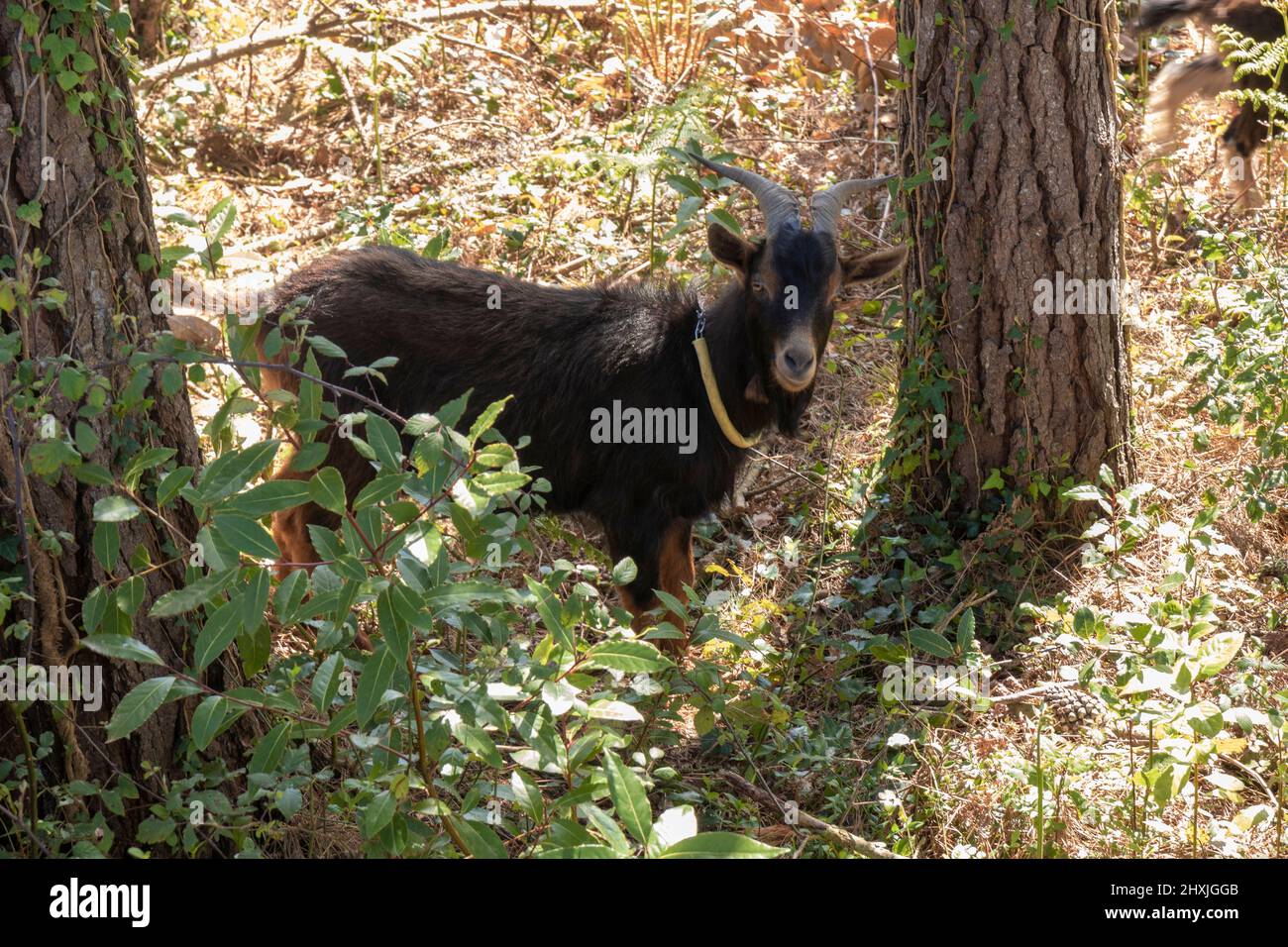 goat in the bush between trees looking at the camera Stock Photo - Alamy