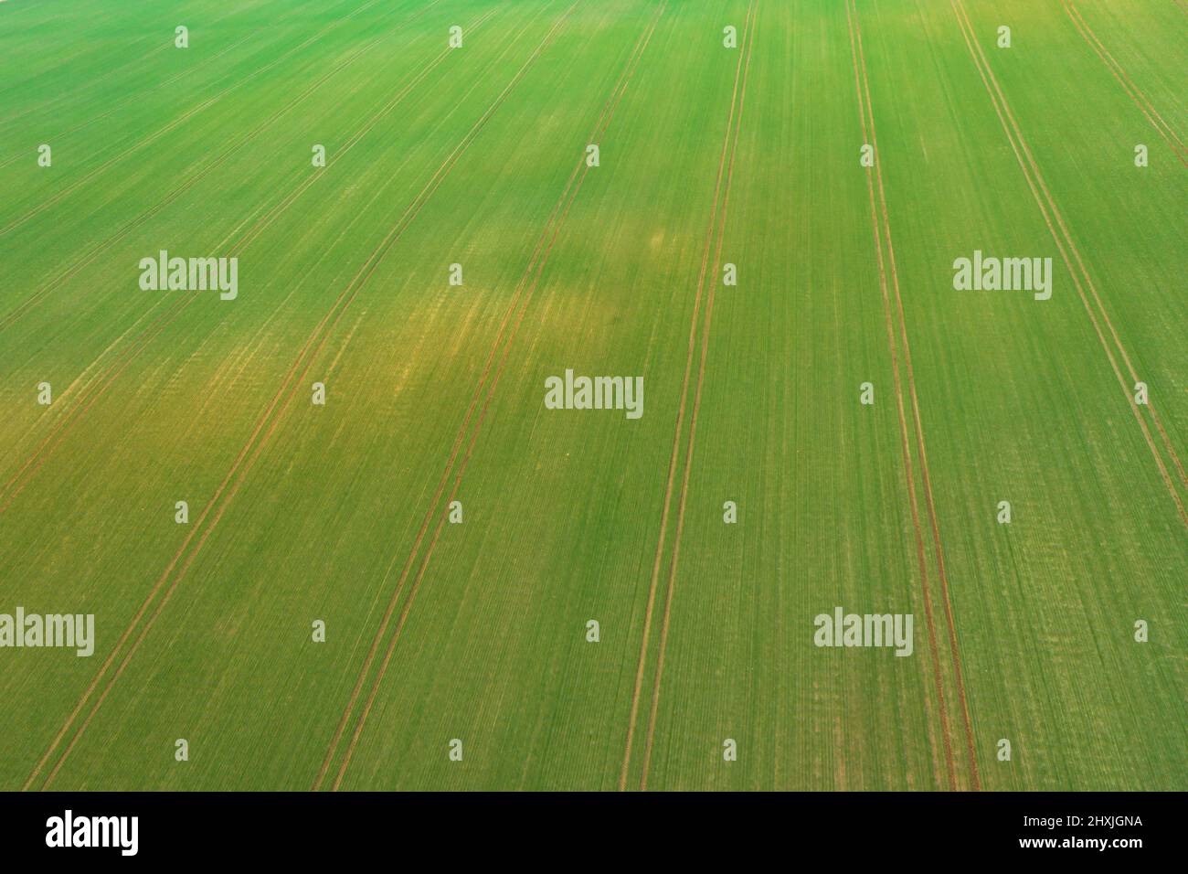Flat terrain, farmland covered with emerging green crops. Photo taken ...