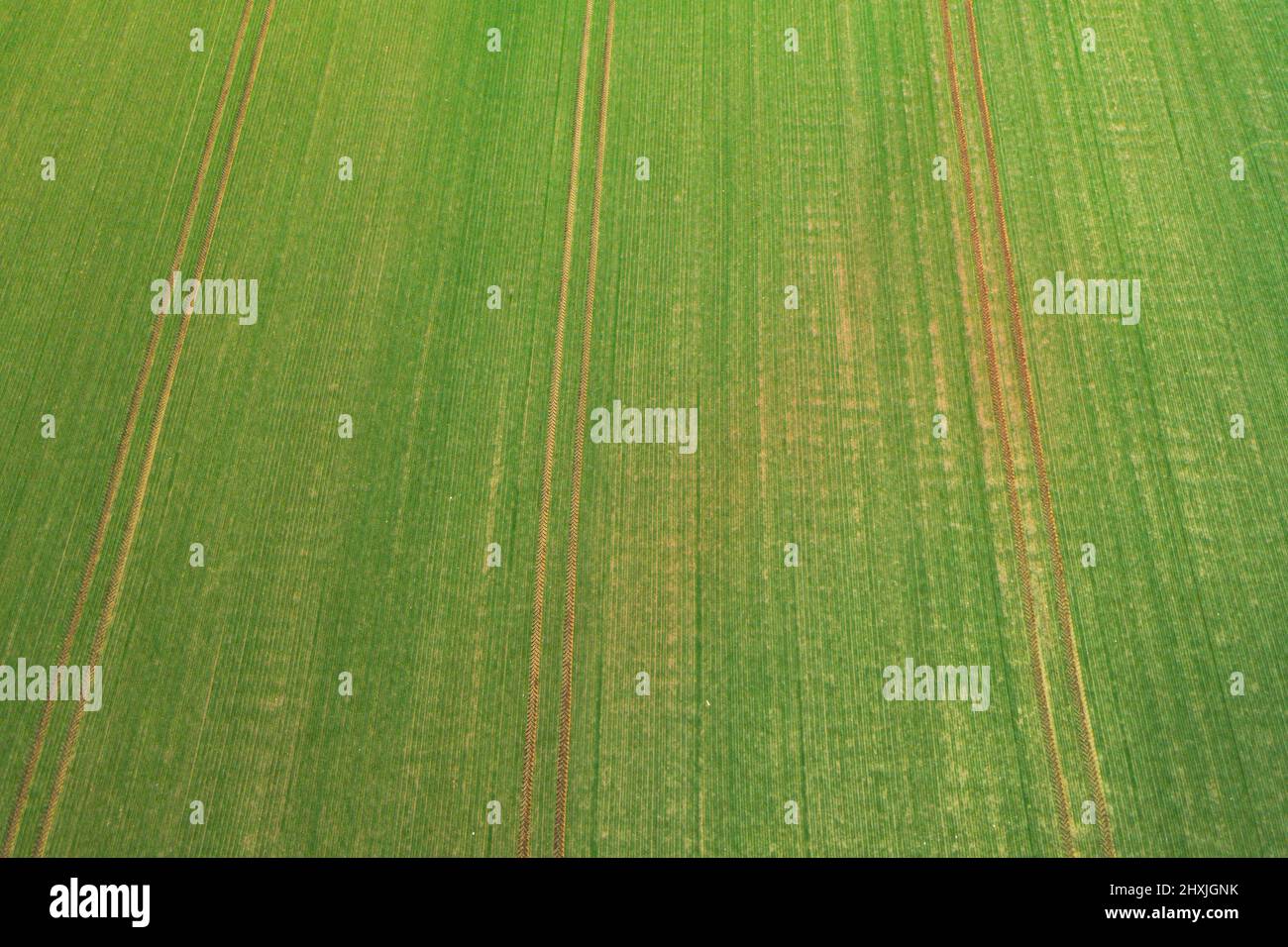 Flat terrain, farmland covered with emerging green crops. Photo taken ...