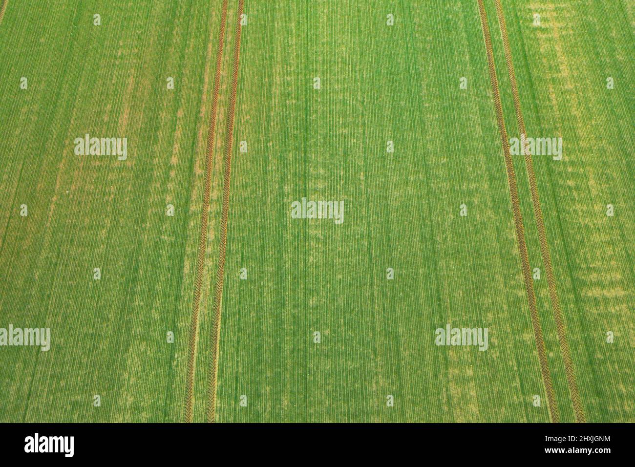 Flat terrain, farmland covered with emerging green crops. Photo taken ...