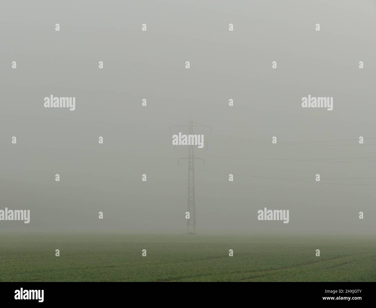 A farmland covered with emerging green grain. A dense fog hides trees ...