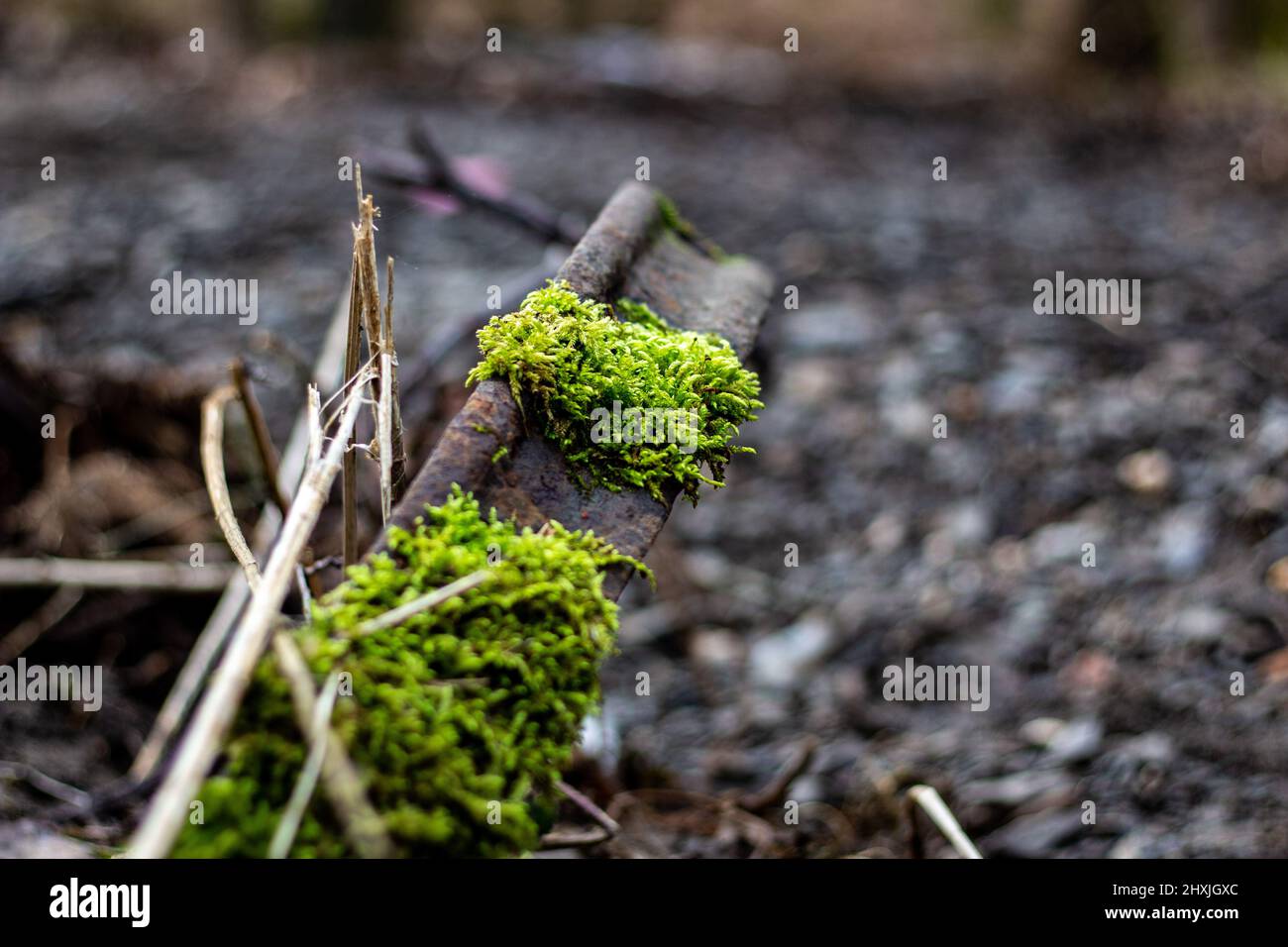 Old Agricultural object with rusty metal wheels with moss on top Stock ...
