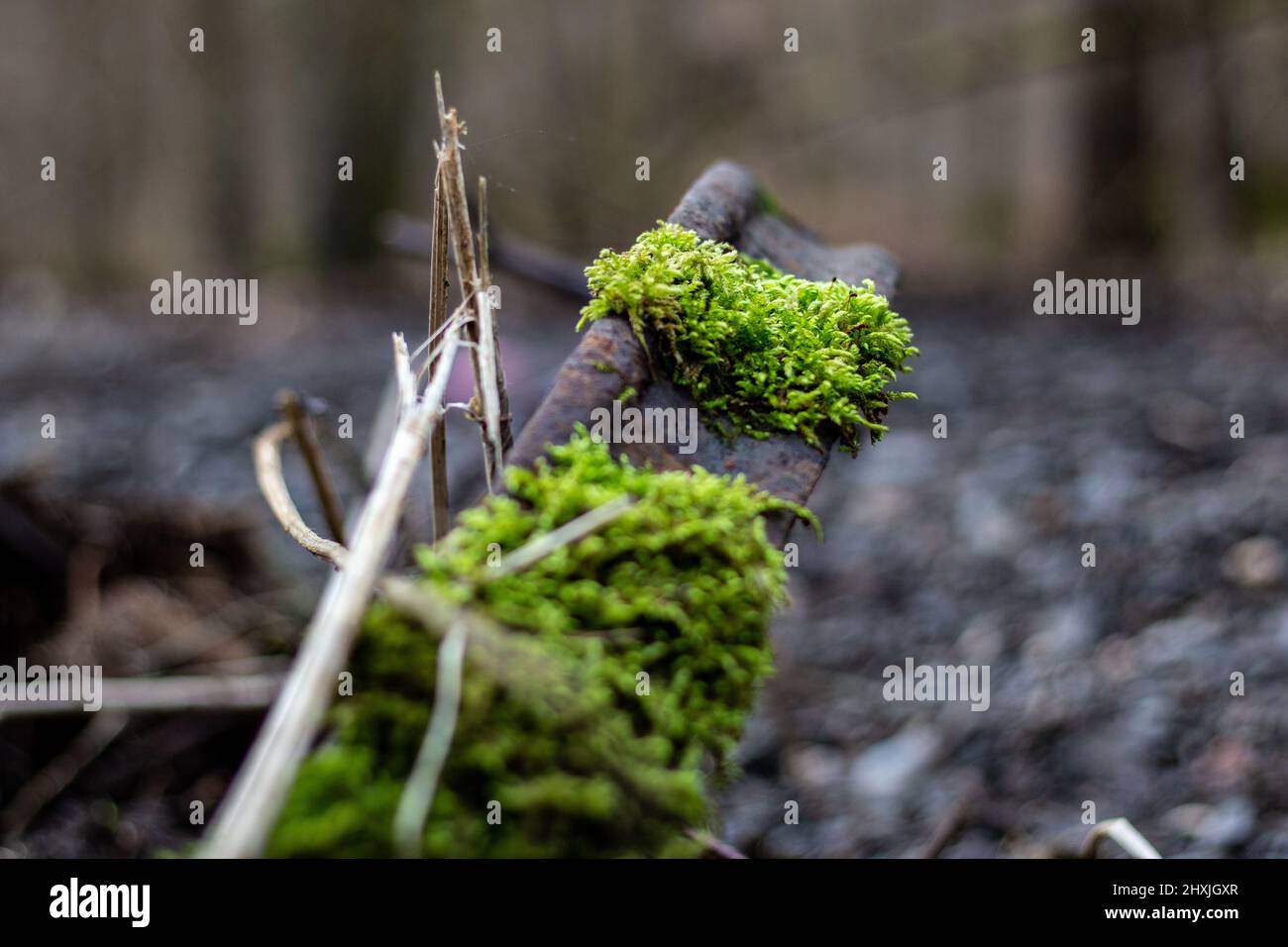 Old Agricultural object with rusty metal wheels with moss on top Stock ...