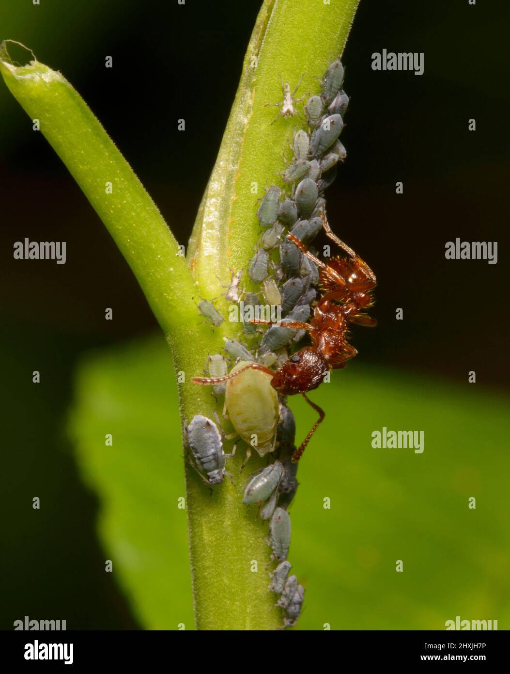 Ant guarding aphids, Aphididae, on a plant stem Stock Photo - Alamy
