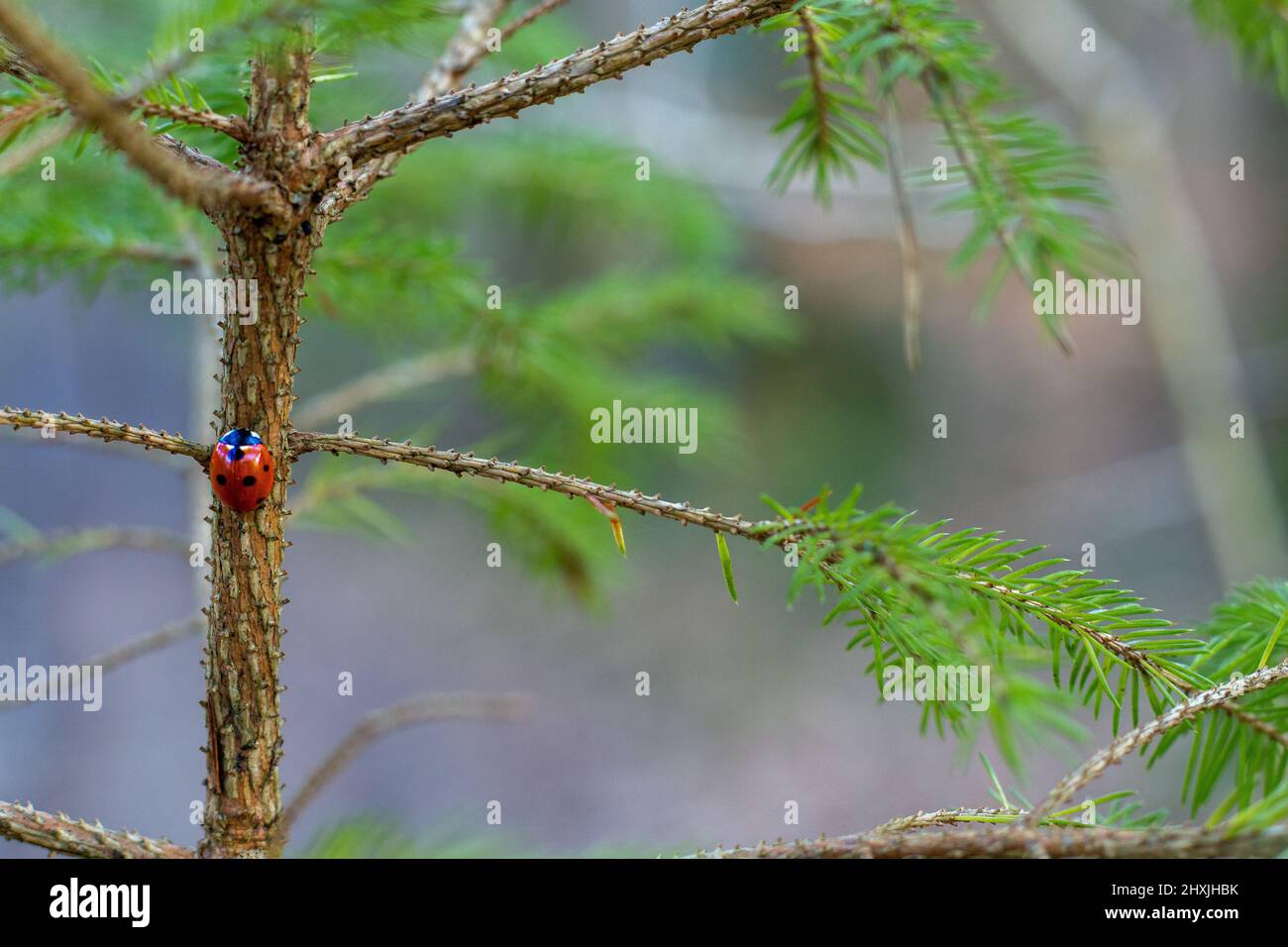 Ladybug on a tree in the forest,conifer with a small red bug on the ...