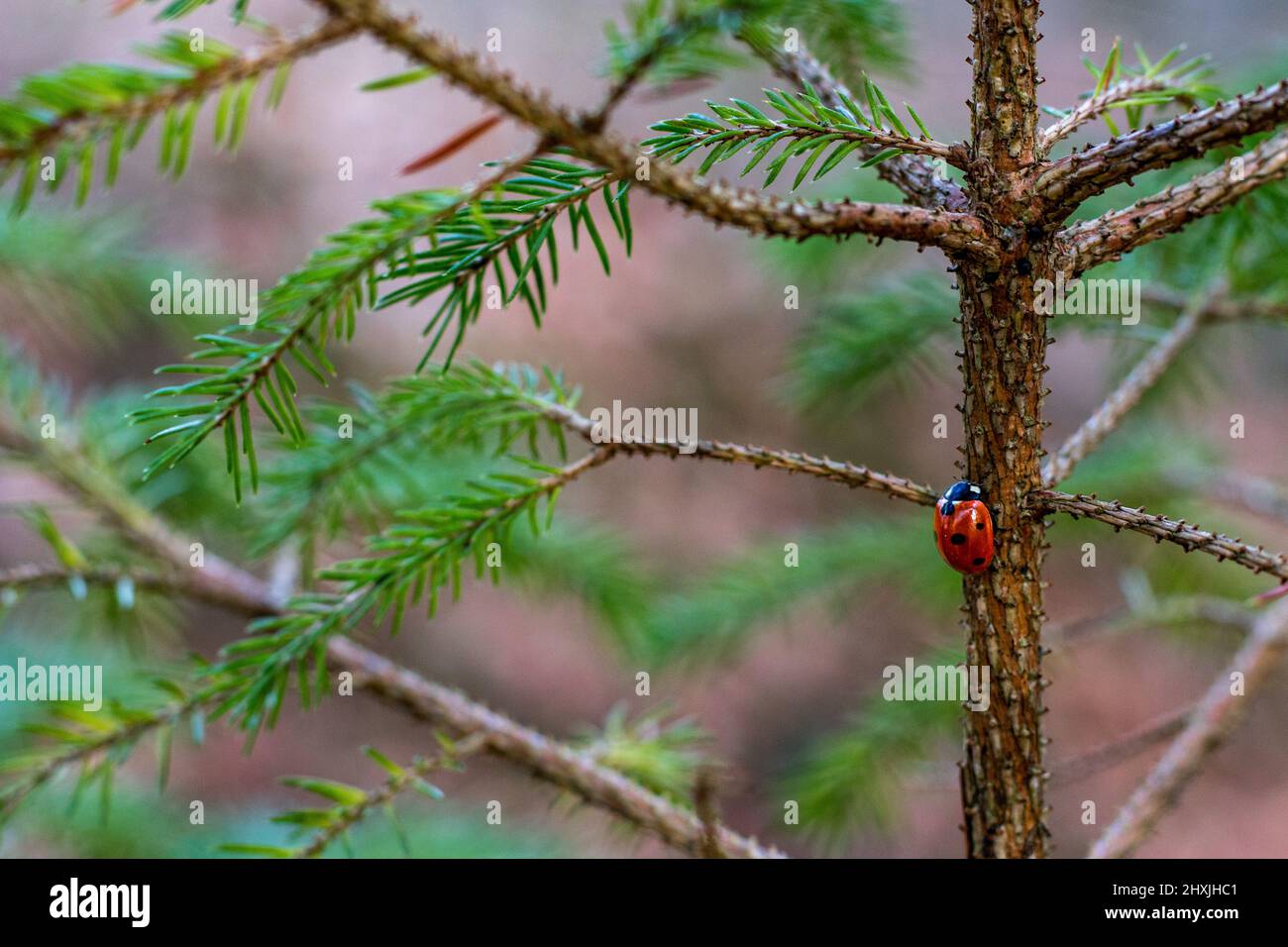 Ladybug on a tree in the forest,conifer with a small red bug on the ...