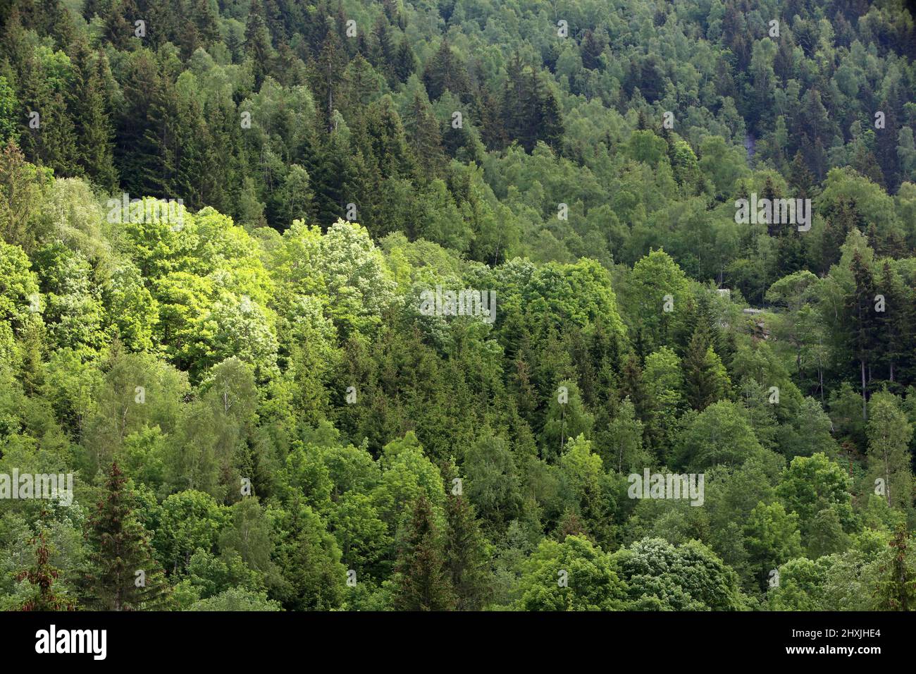 Arbres de conifères hi-res stock photography and images - Alamy