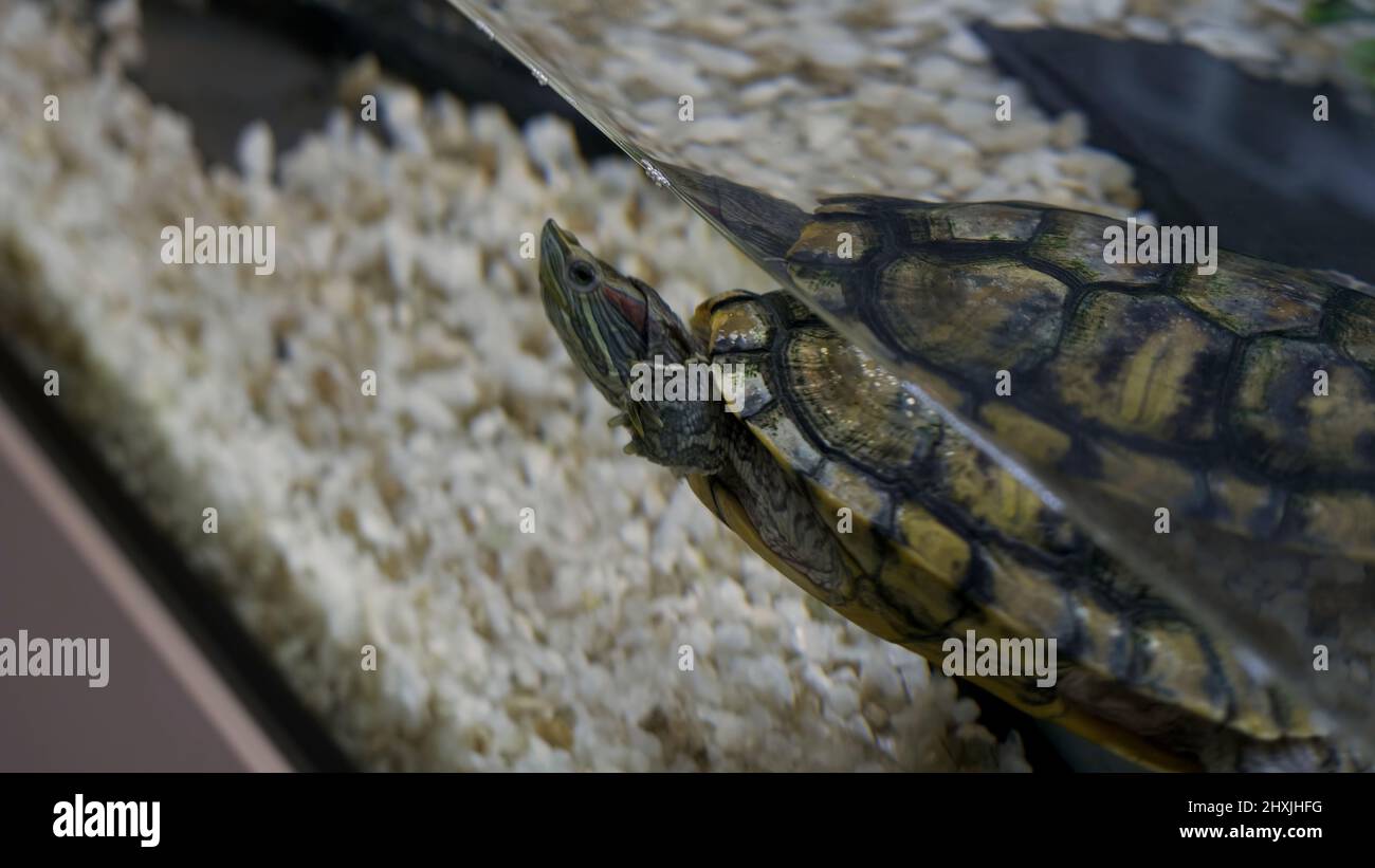 Close up of small marine turtle swimming in aquarium. HDR. Amphibious ...