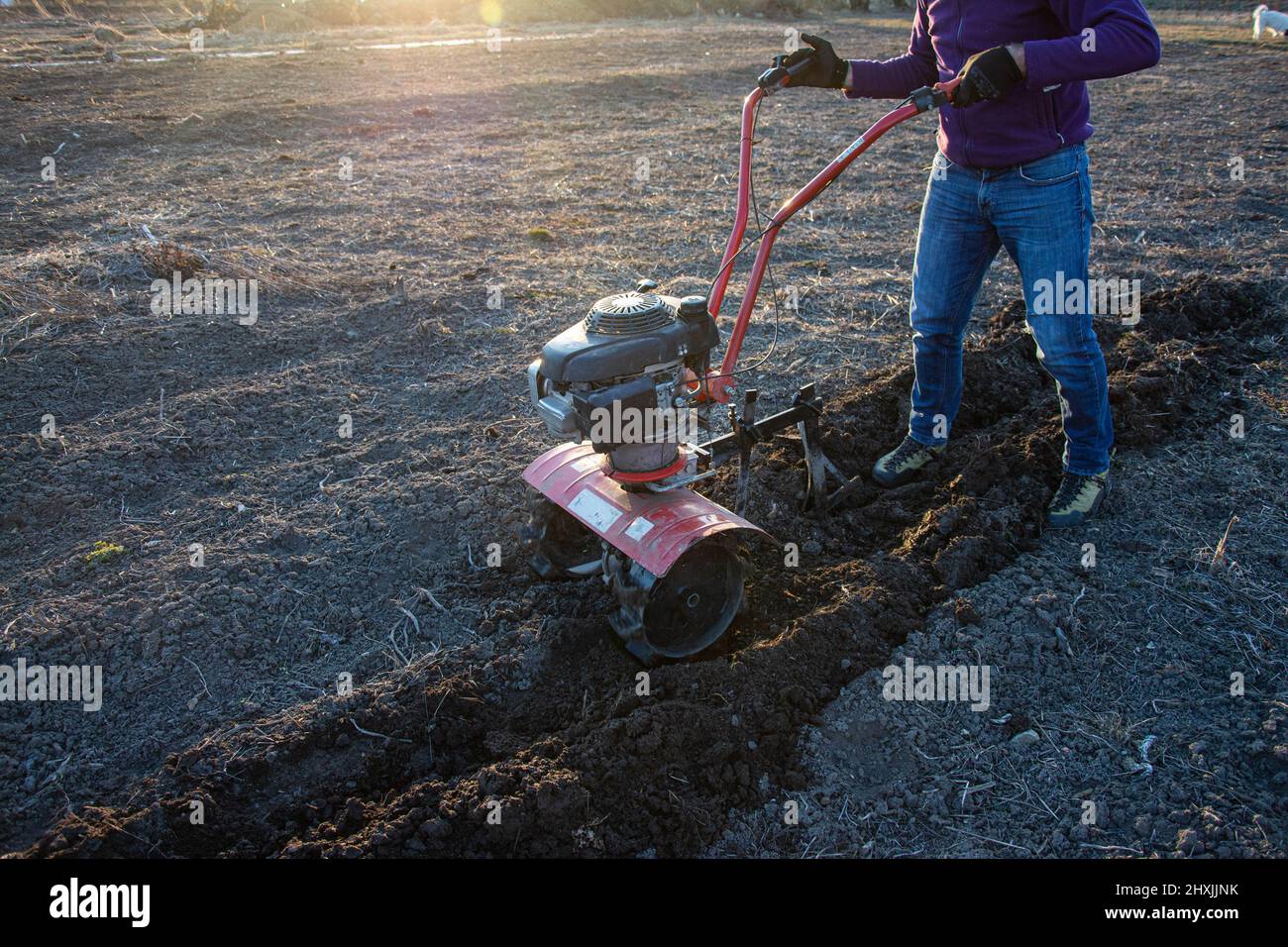 Farmer weeding the field with a tiller. Man loosens the soil cultivator ...