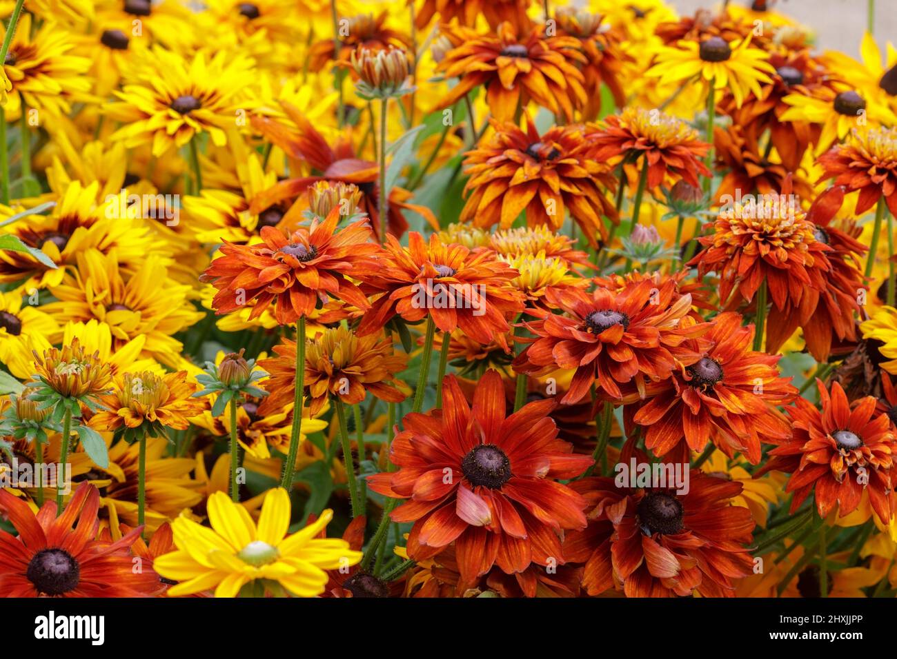 Rudbeckia x hirta hybrida 'Cherokee Sunset' Stock Photo - Alamy