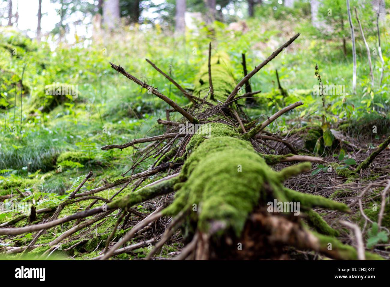 Dead Tree in the forest full of moss, Vosges, France, open aperture, Le ...